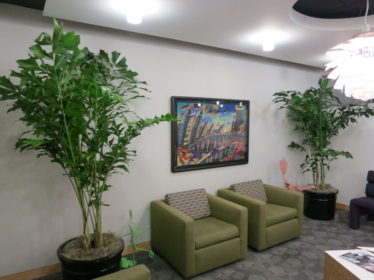 Indoor Plant Service - Beautification Thru Vegetation