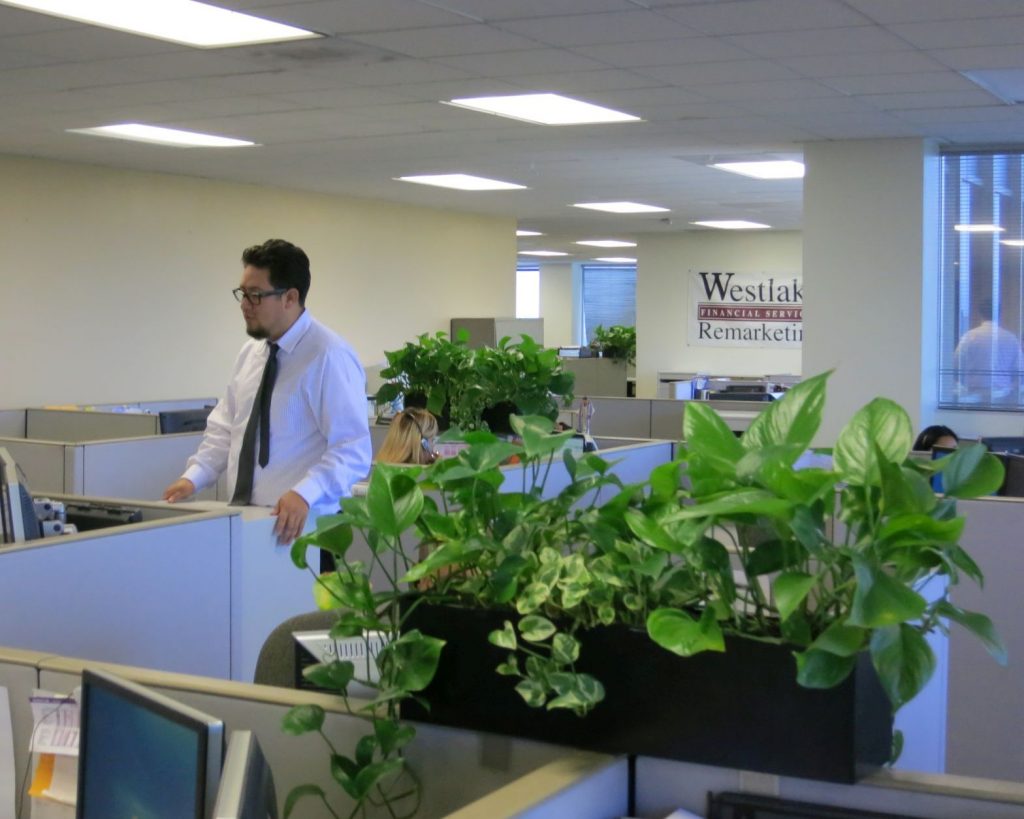 Interior Office Plant Design - Beautification Thru Vegetation