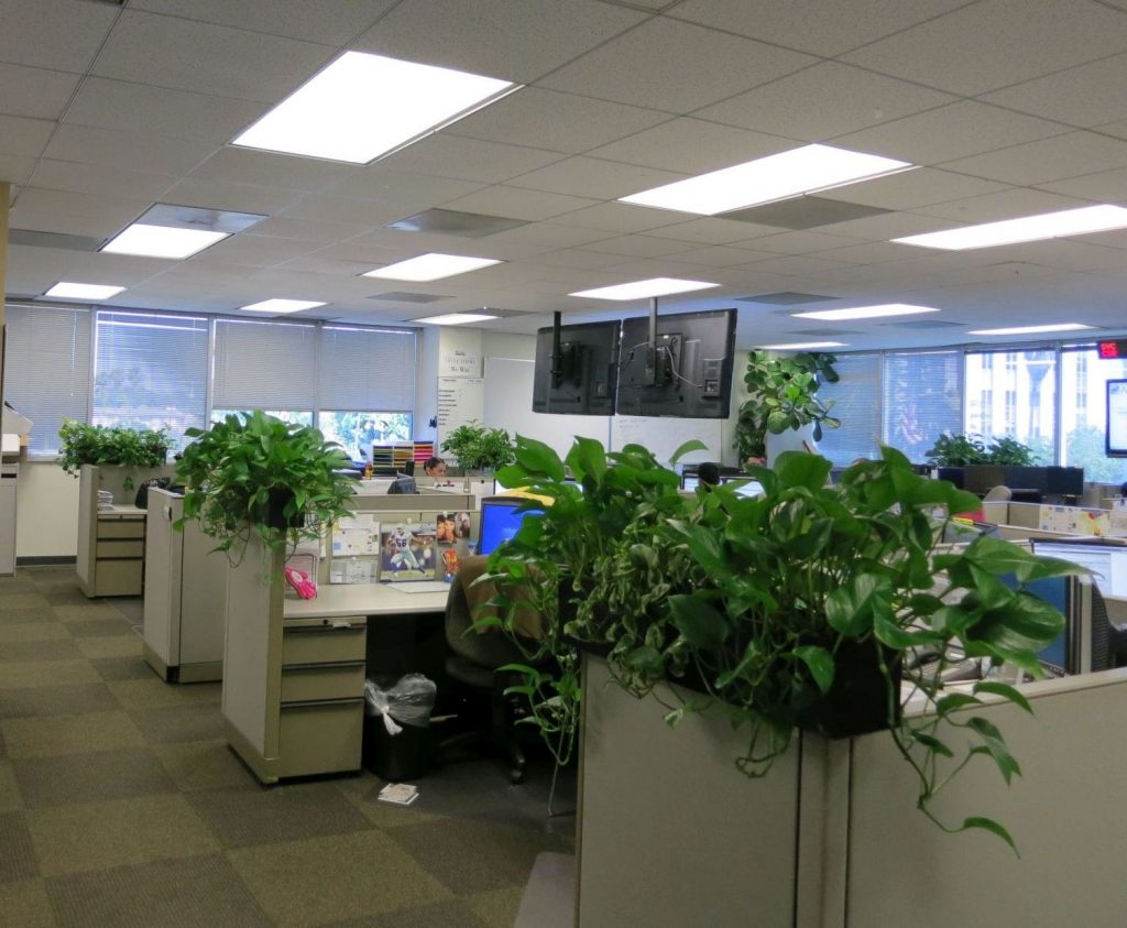 Interior Office Plant Design - Beautification Thru Vegetation